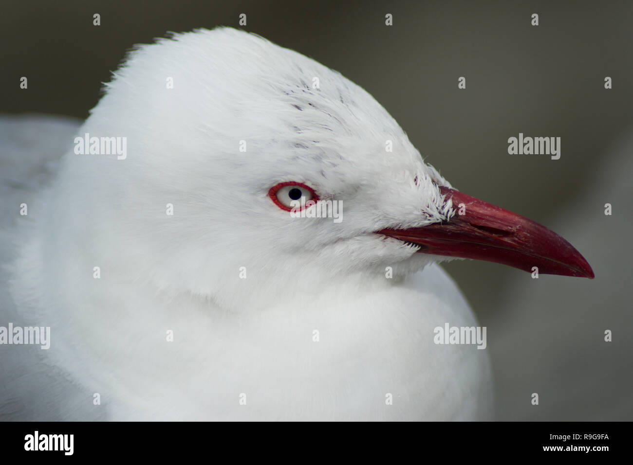 Red legged gull hi-res stock photography and images - Alamy