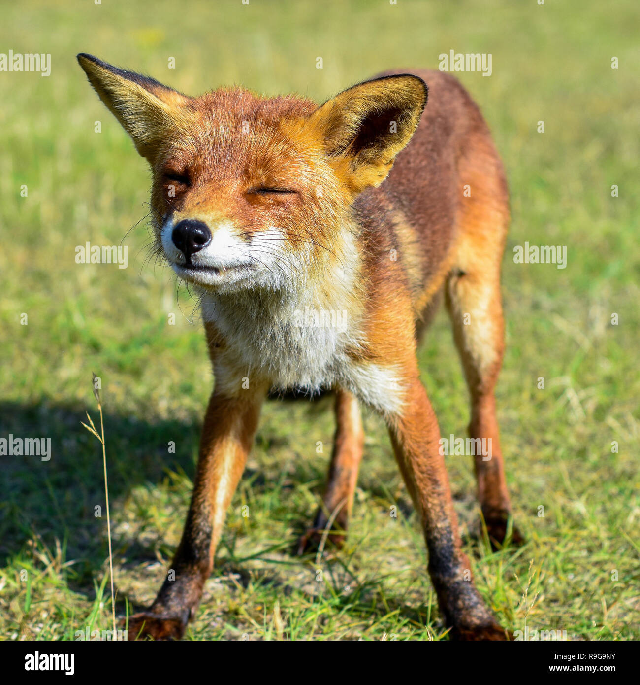 A young red fox enjoying sunny spring weather Stock Photo - Alamy