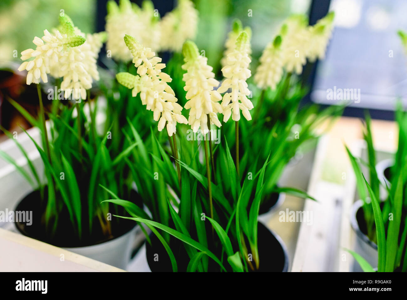 Flowers of plastic of intense colors to decorate the home Stock Photo ...
