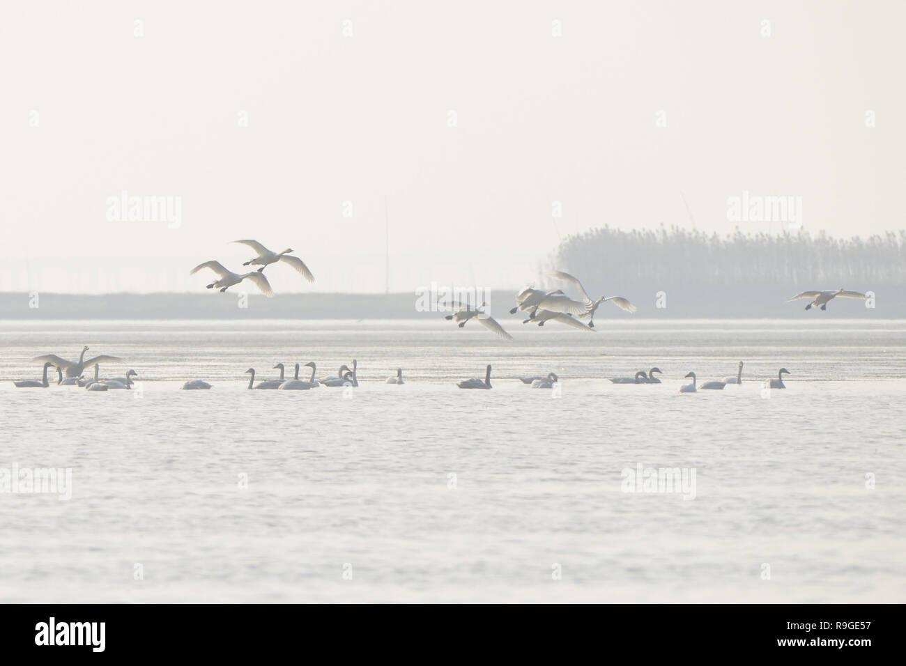 Nanjing, Nanjing, China. 24th Dec, 2018. Nanjing, CHINA-Swans gather at ...