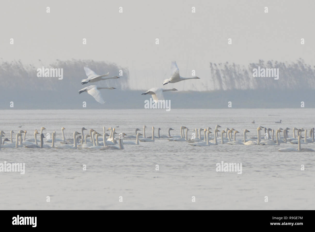 Nanjing, Nanjing, China. 24th Dec, 2018. Nanjing, CHINA-Swans gather at ...