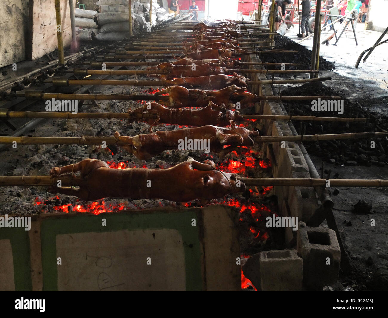 Rows of pigs, impaled in a bamboo spits, being roasted for the ...