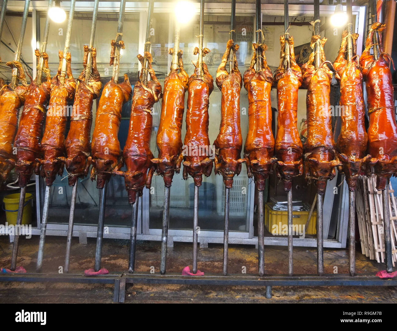 Row of pigs hi-res stock photography and images - Alamy
