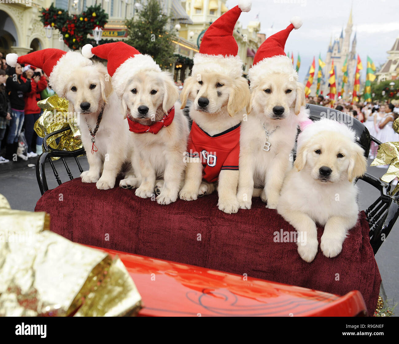 What Kind Of Dogs Were In Santa Paws