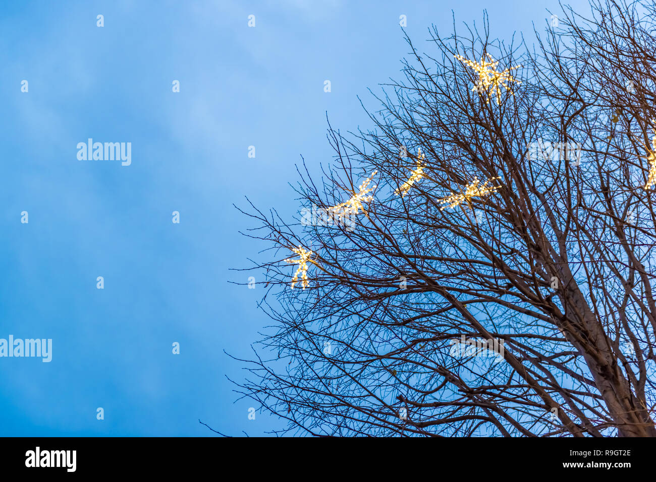 Decorated real Christmas tree outside with lights covered with copy ...