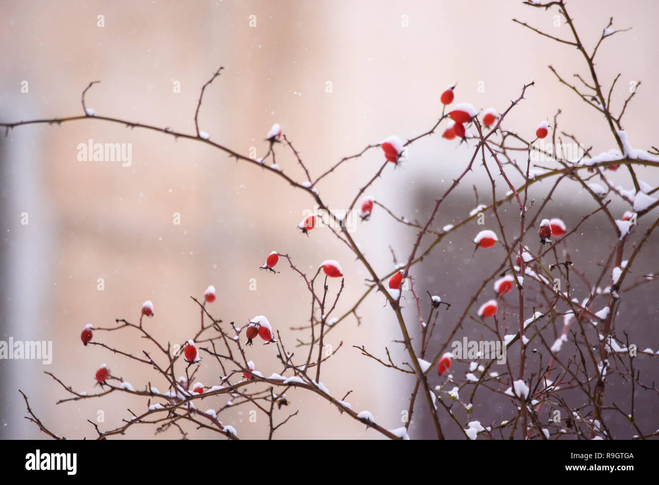 Eglantine Rose High Resolution Stock Photography and Images - Alamy