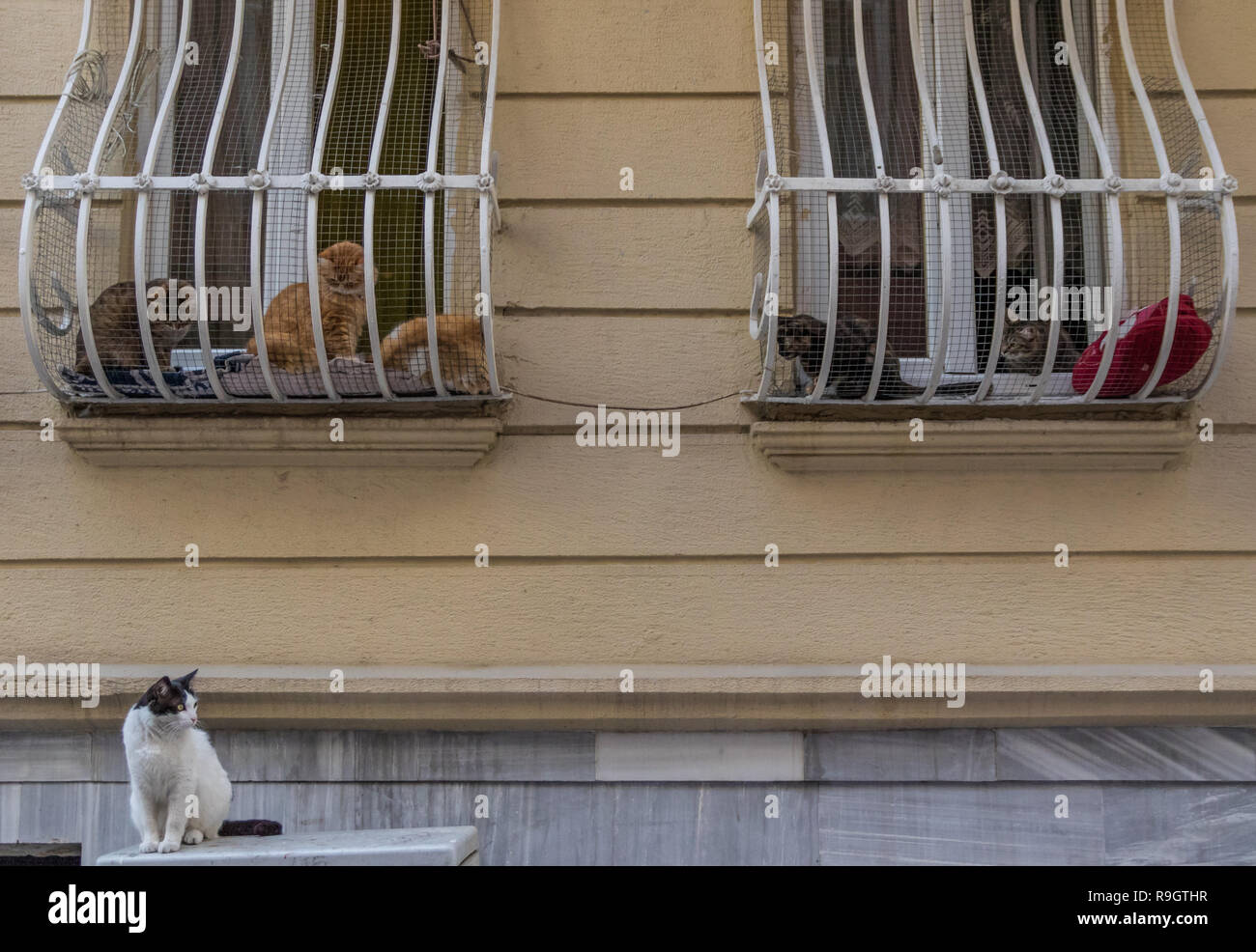 Istanbul, Turkey - among the many attractions of Istanbul, the cats ...