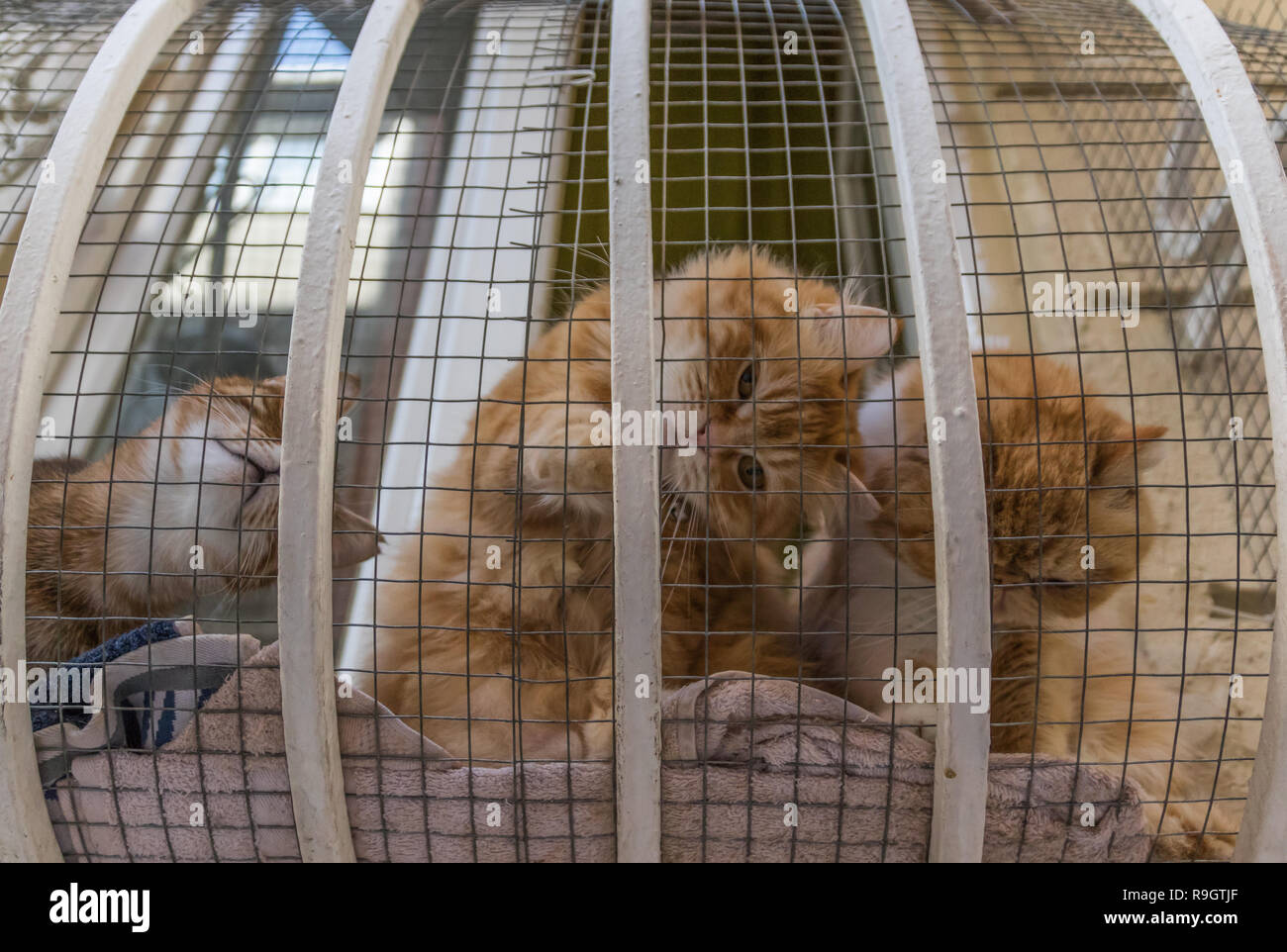 Istanbul, Turkey - among the many attractions of Istanbul, the cats ...