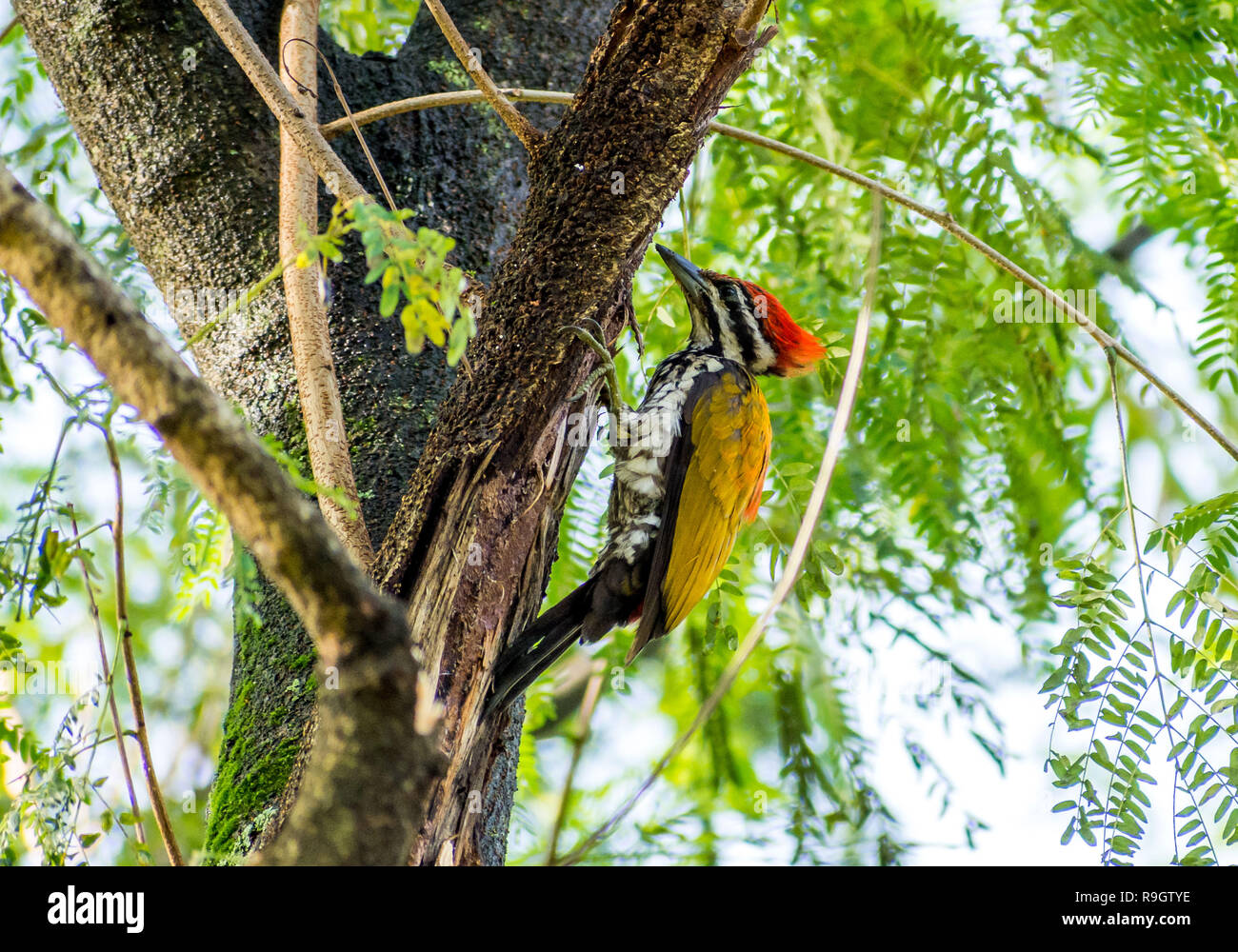 Greater Flameback woodpecker Stock Photo - Alamy