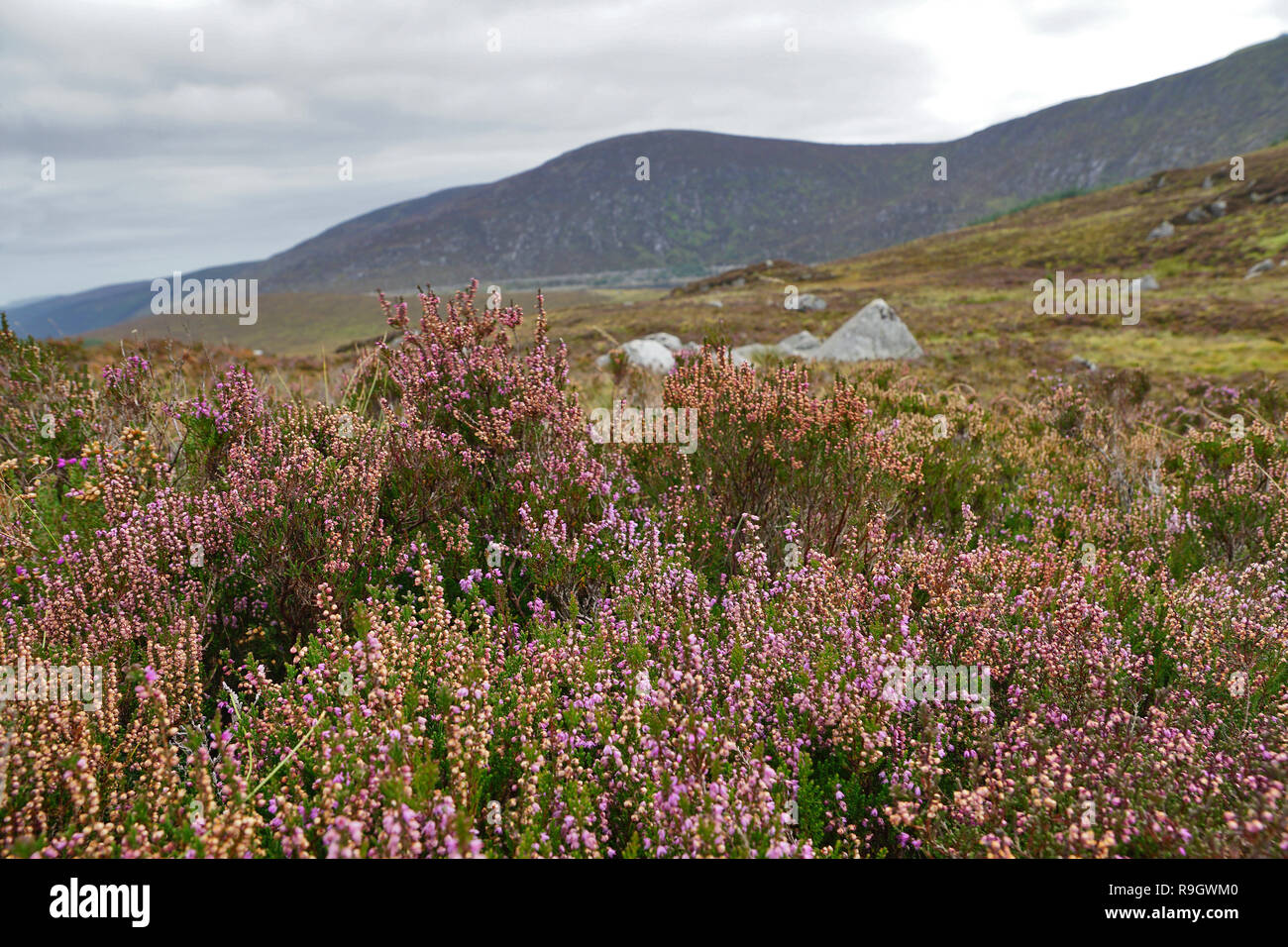 Typical irish scenery hi-res stock photography and images - Alamy