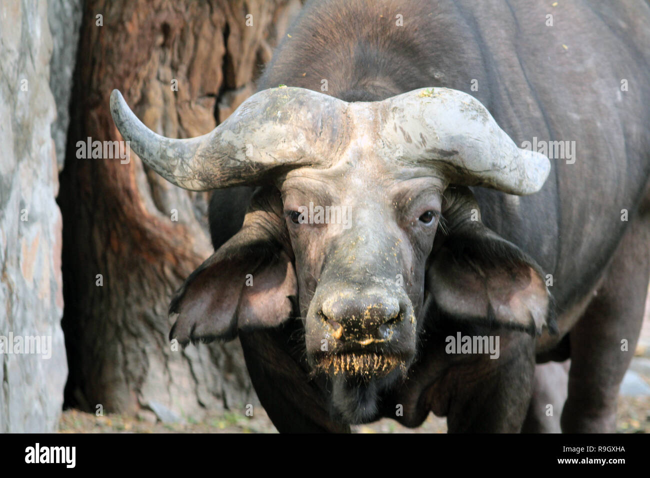 African cape buffalo bull hi-res stock photography and images - Alamy