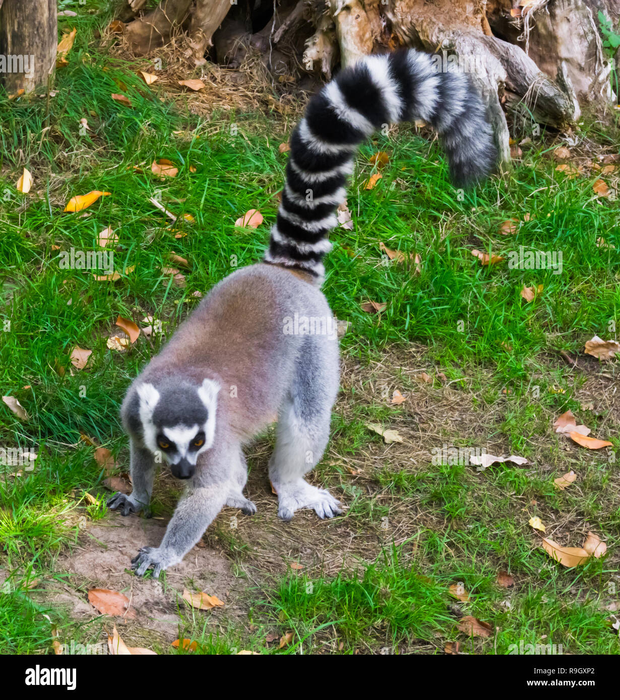 Ring tailed lemur lemur catta standing hi-res stock photography and ...