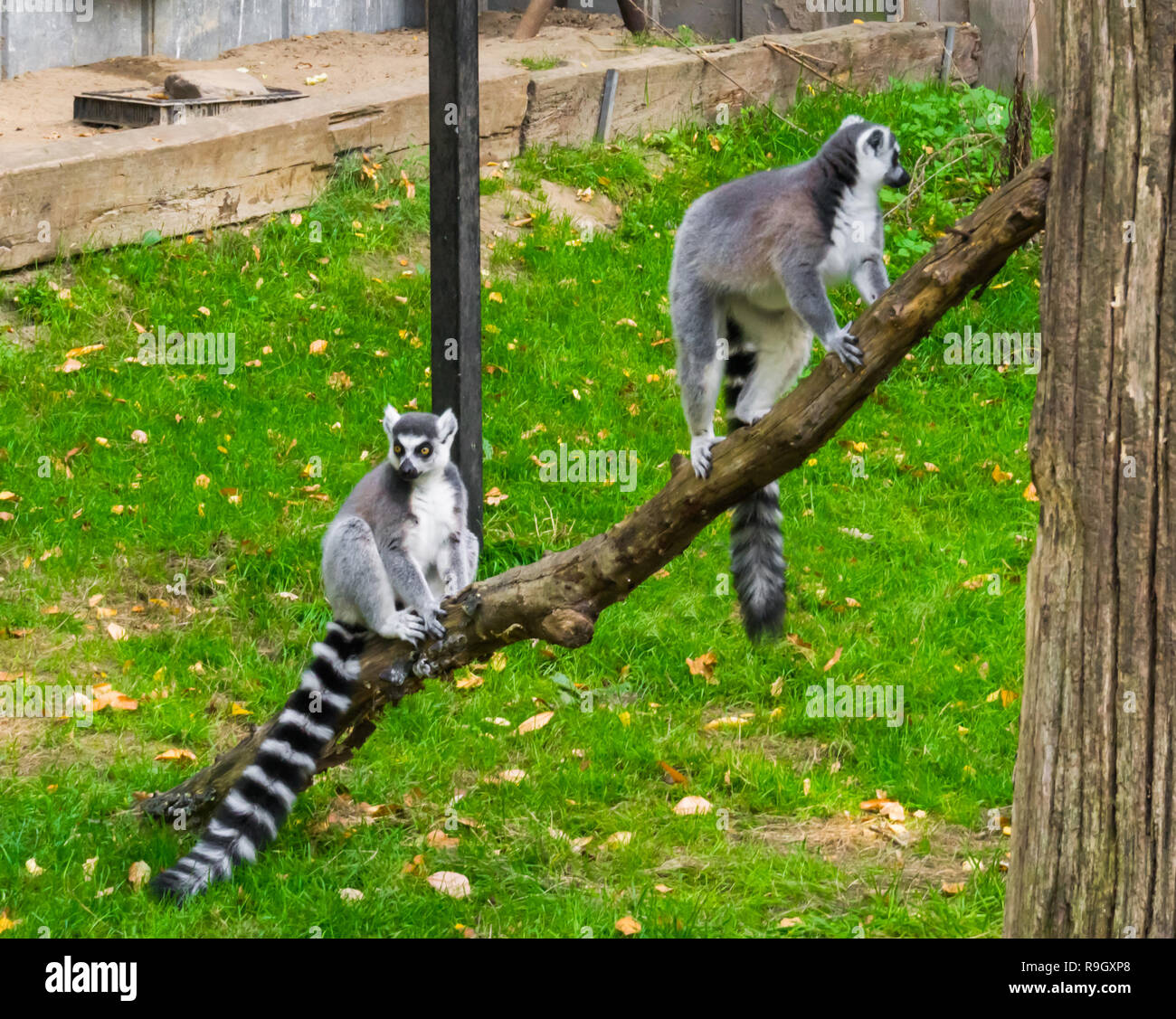 two ring tail lemur monkeys together on a branch, one sitting and one ...
