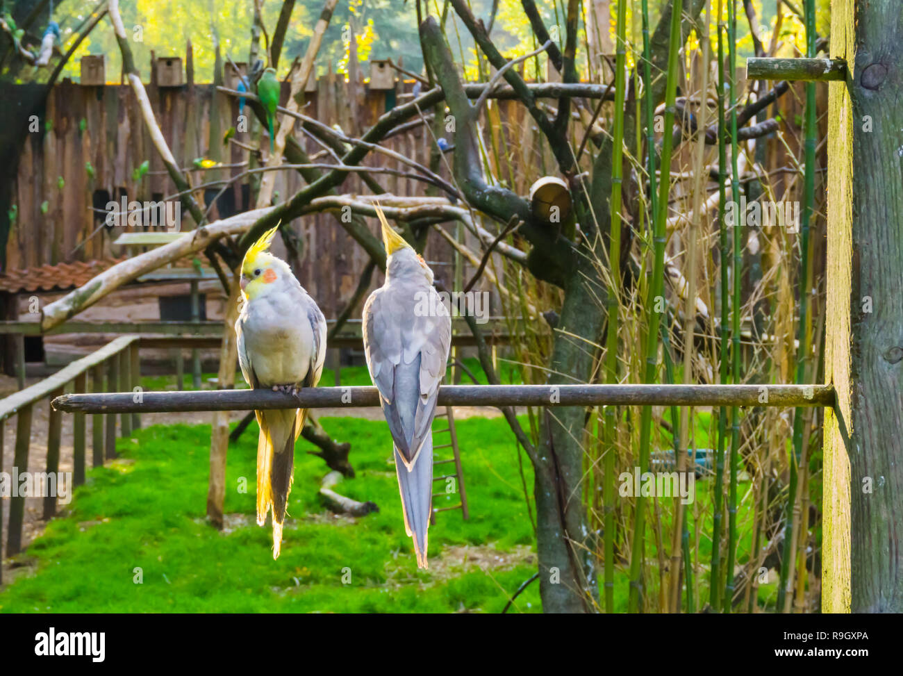 two cockatiels sitting a branch, one from the front and one from the ...
