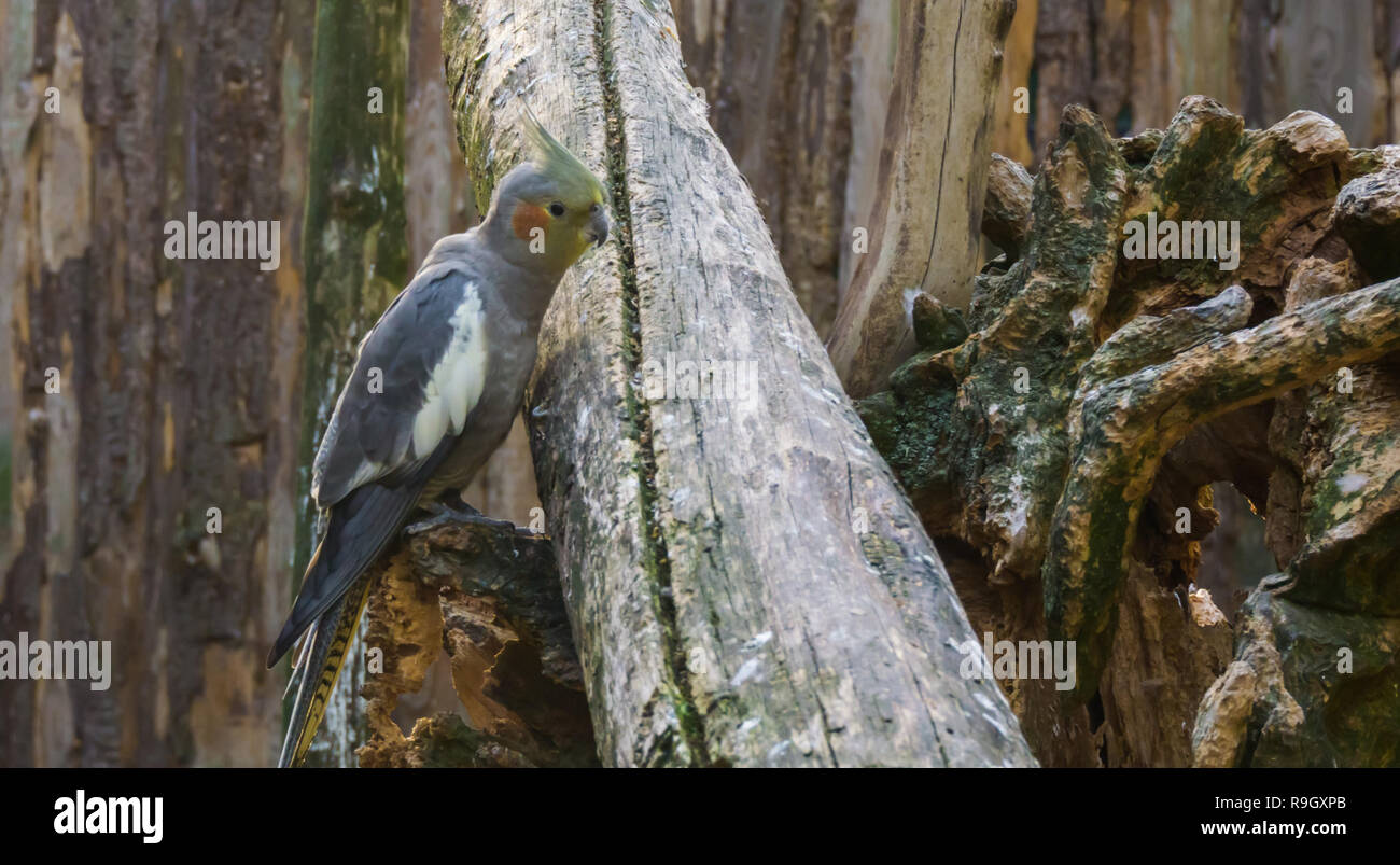 female cockatiel sitting on a branch, a popular pet in aviculture from ...
