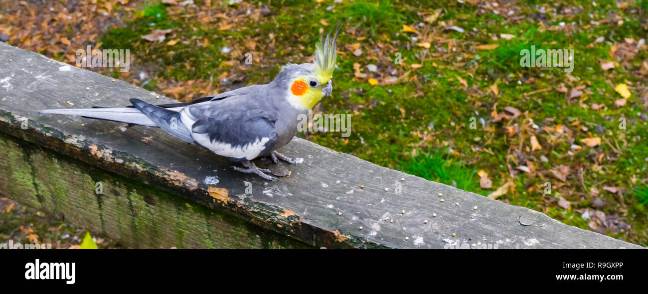 Cockatiel Australia Stock Photos & Cockatiel Australia Stock Images - Alamy