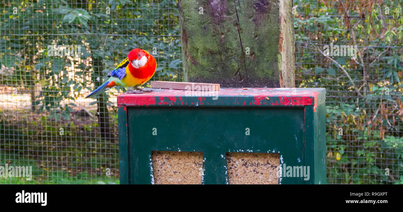 Bird vending machine hi-res stock photography and images - Alamy