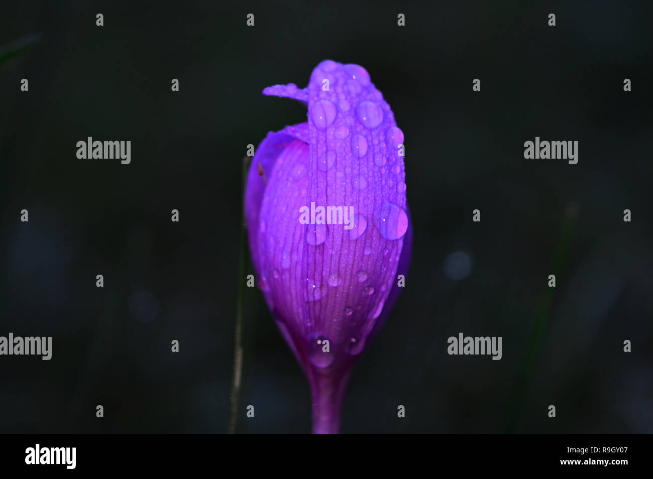 Purple flower of the Alps Stock Photo - Alamy
