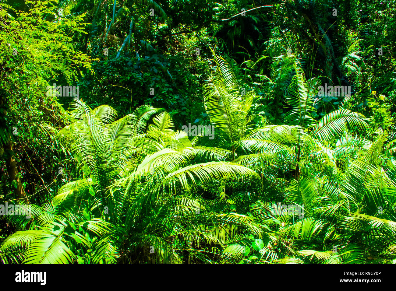 Trees in forest with roots of the monkey forest, Ubud, Bali in ...