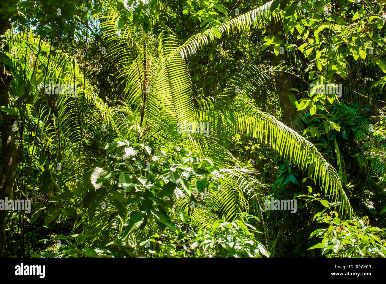 Trees in forest with roots of the monkey forest, Ubud, Bali in ...