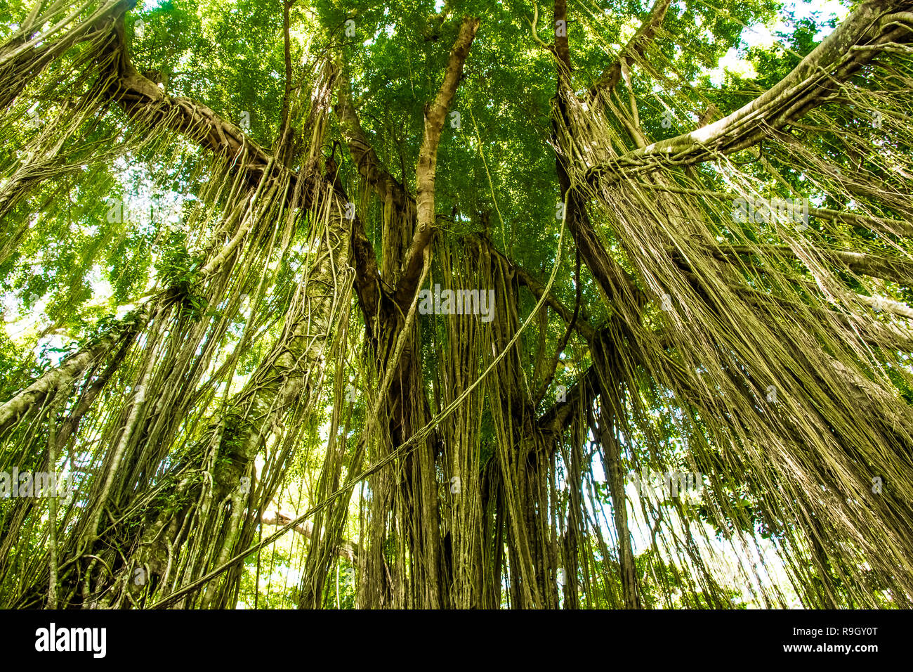 Banyan tree roots bali indonesia hi-res stock photography and images ...