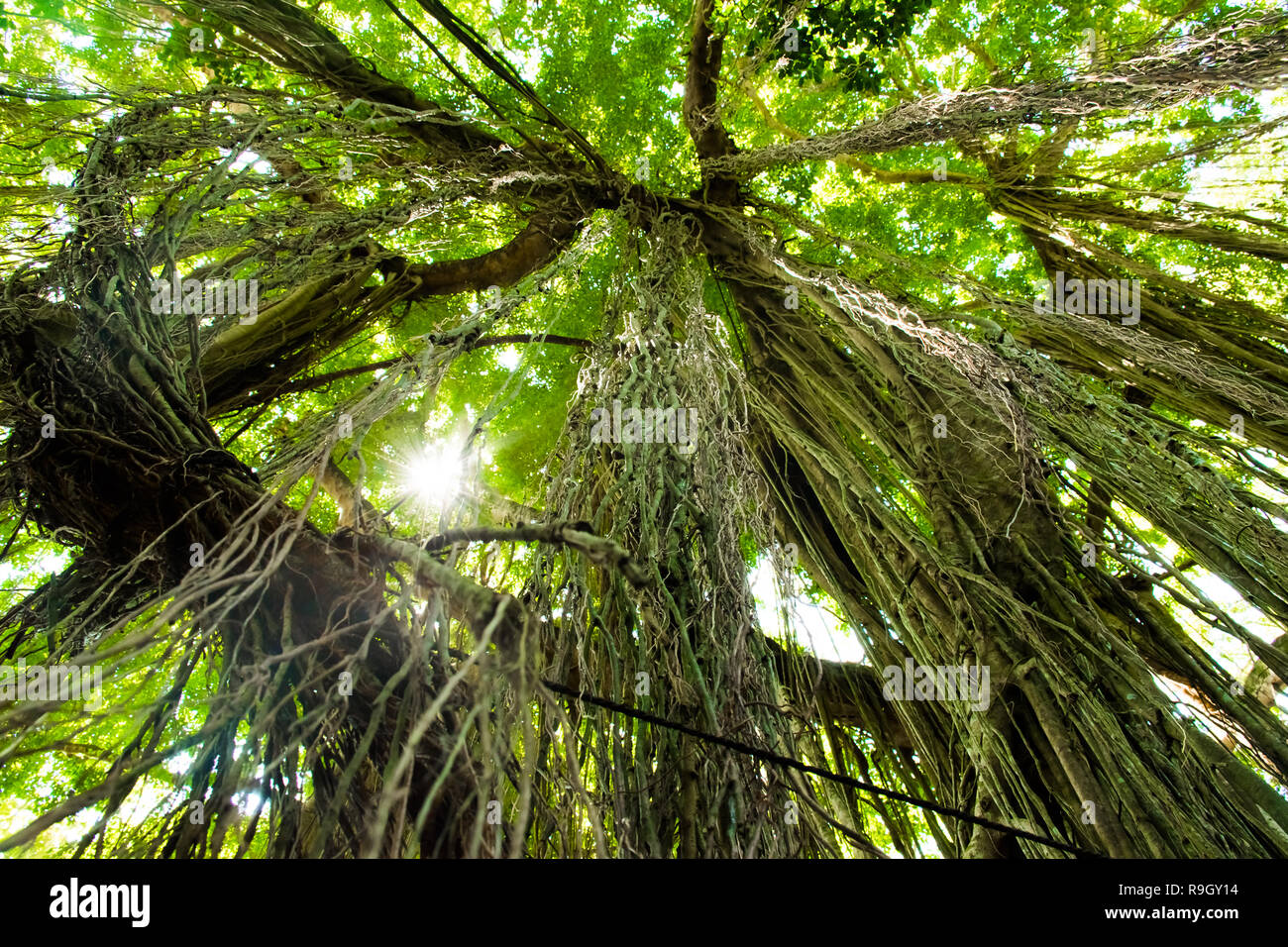 Trees in forest with roots of the monkey forest, Ubud, Bali in ...
