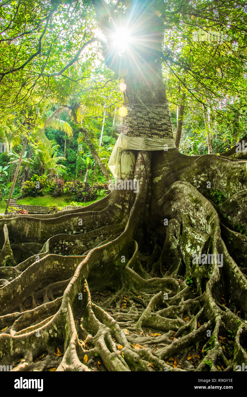 Huge tree with roots of the balinese temple Goa Gajah, Elephant Cave in ...