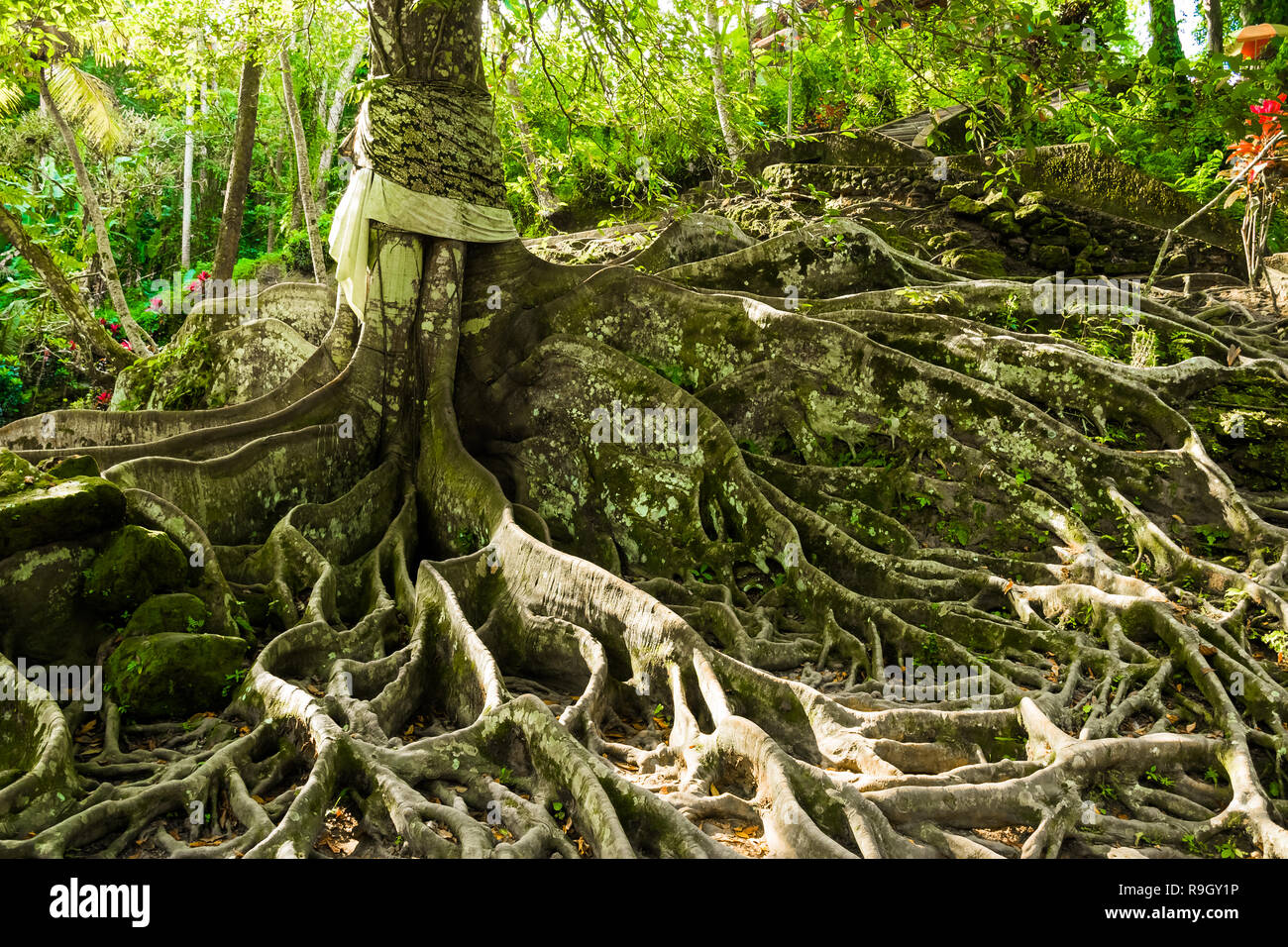 Huge tree with roots of the ancient balinese temple Goa Gajah, Elephant ...