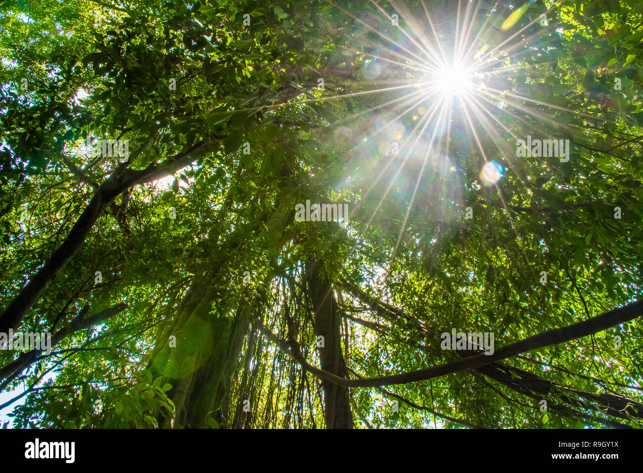 Trees in forest with roots of the monkey forest, Ubud, Bali in ...