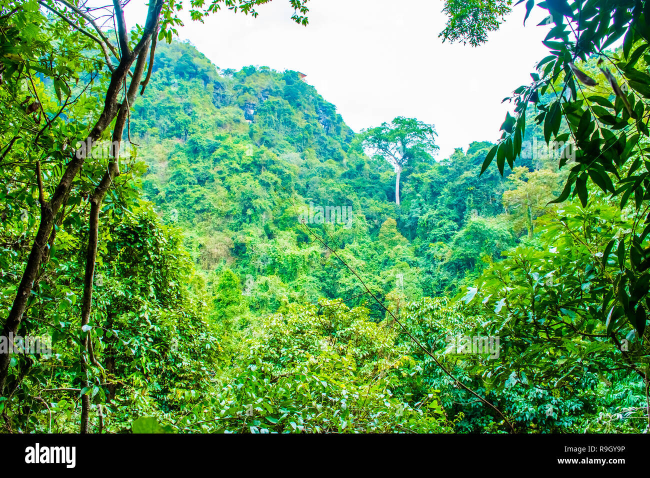 Vietnam Jungle High Resolution Stock Photography and Images - Alamy