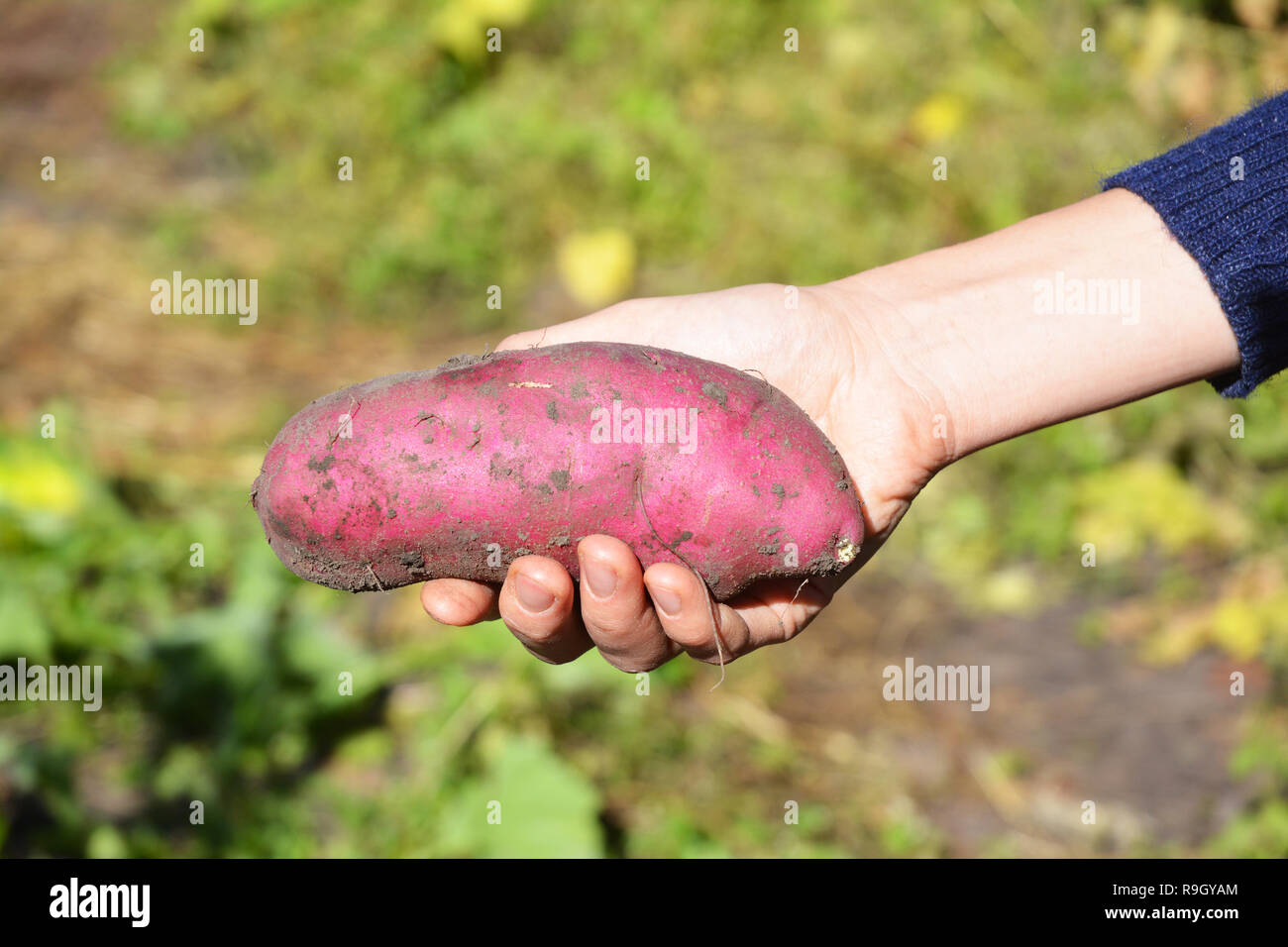 Yams farm hi-res stock photography and images - Alamy