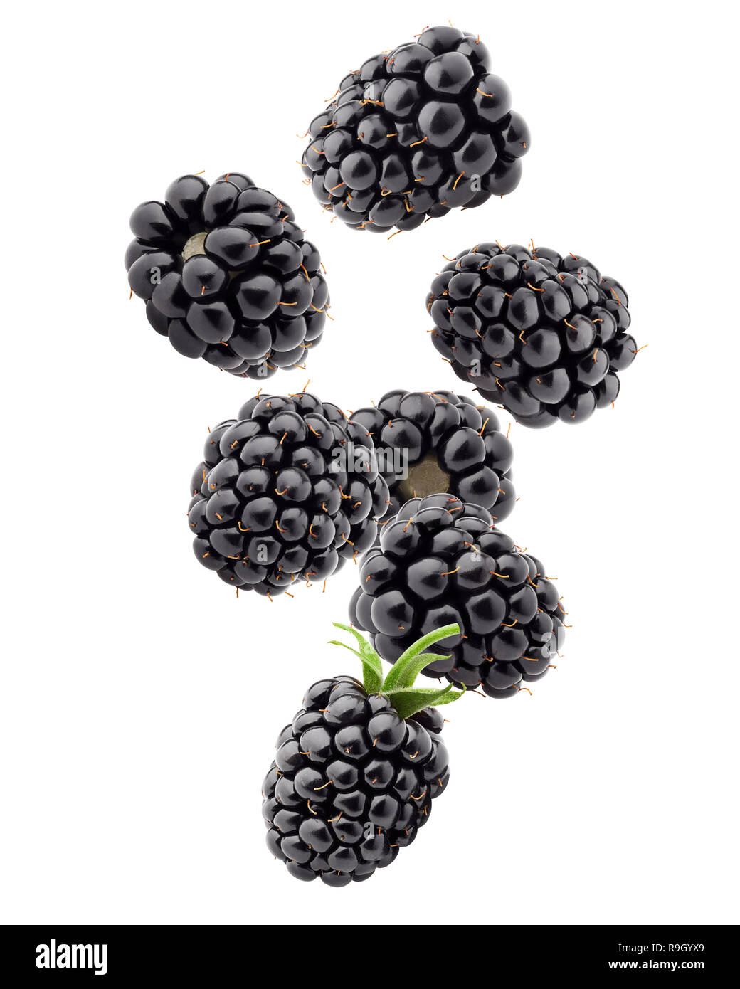Falling blackberry isolated on white background, clipping path, full ...