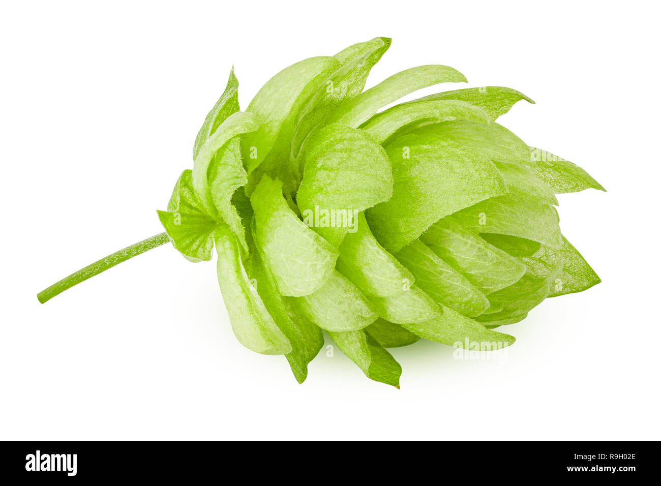 green hop, isolated on white background, clipping path, full depth of ...