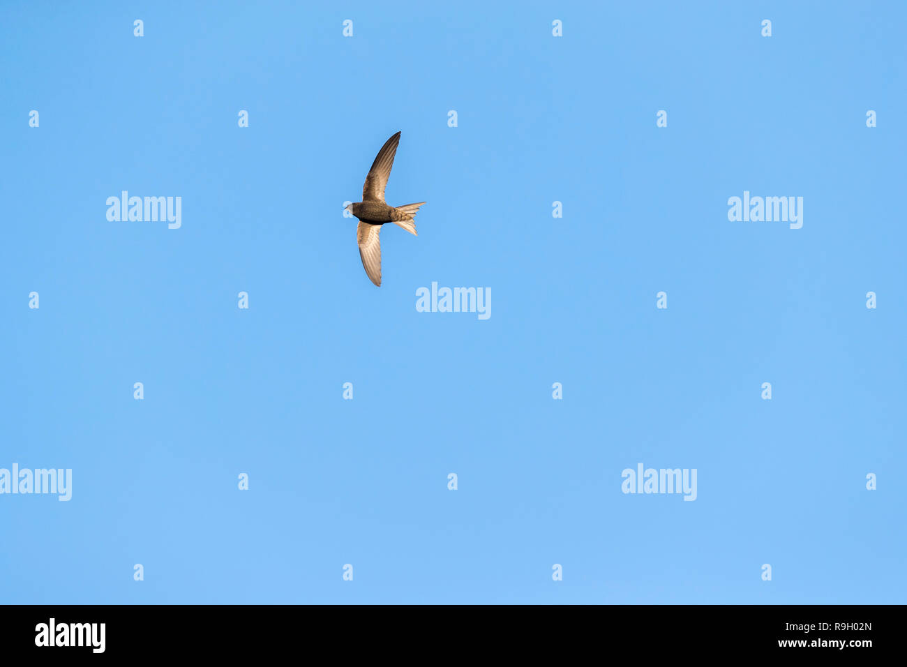 Swift bird in flight uk hi-res stock photography and images - Alamy