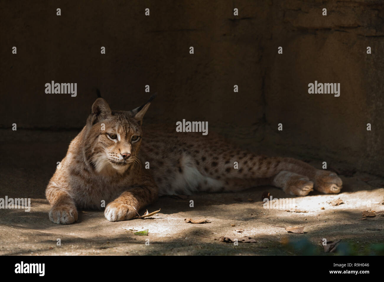 Eurasian lynx (Lynx lynx), medium-sized wild cat resting in the shadow ...