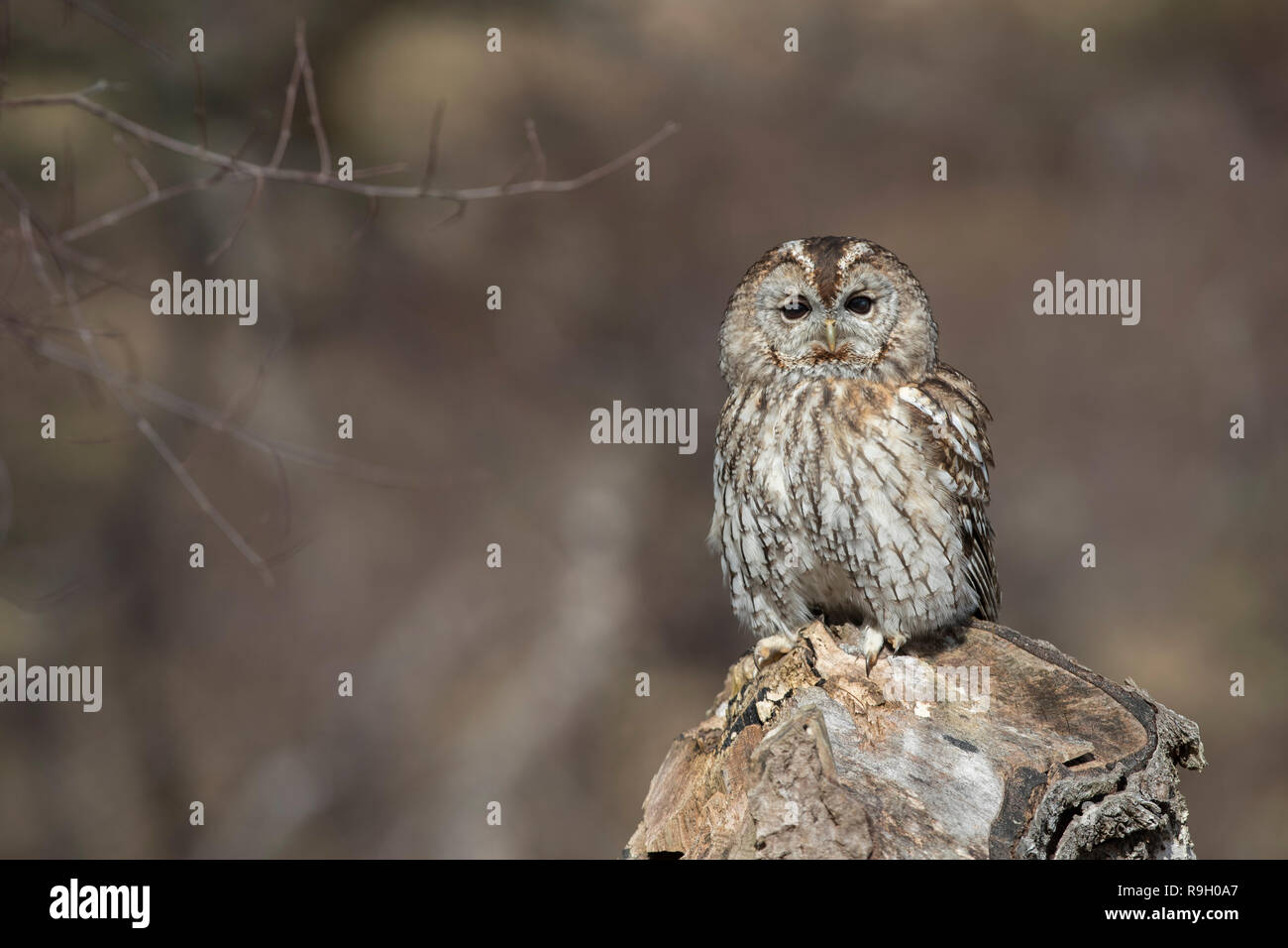 Owl tree stump hi-res stock photography and images - Alamy