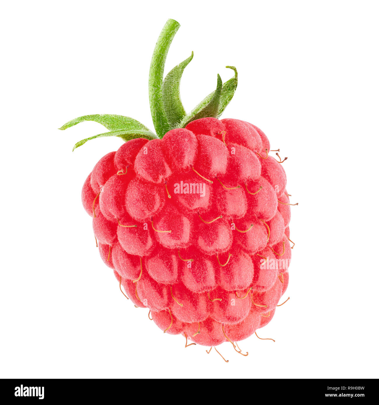 Raspberry isolated on white background, clipping path, full depth of ...