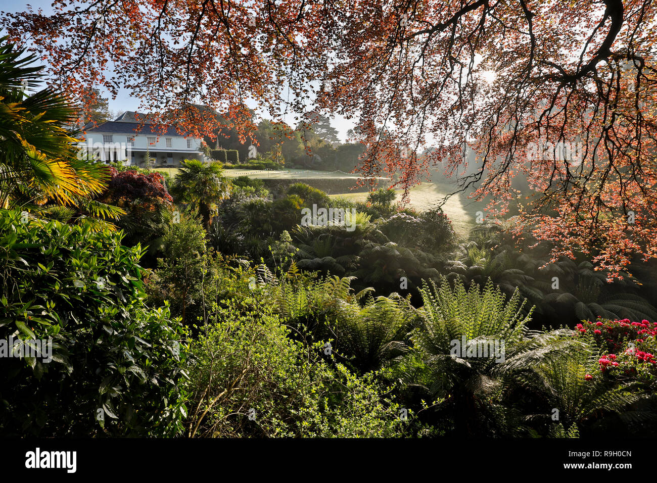 Trebah Garden; Spring; Cornwall UK Stock Photo - Alamy