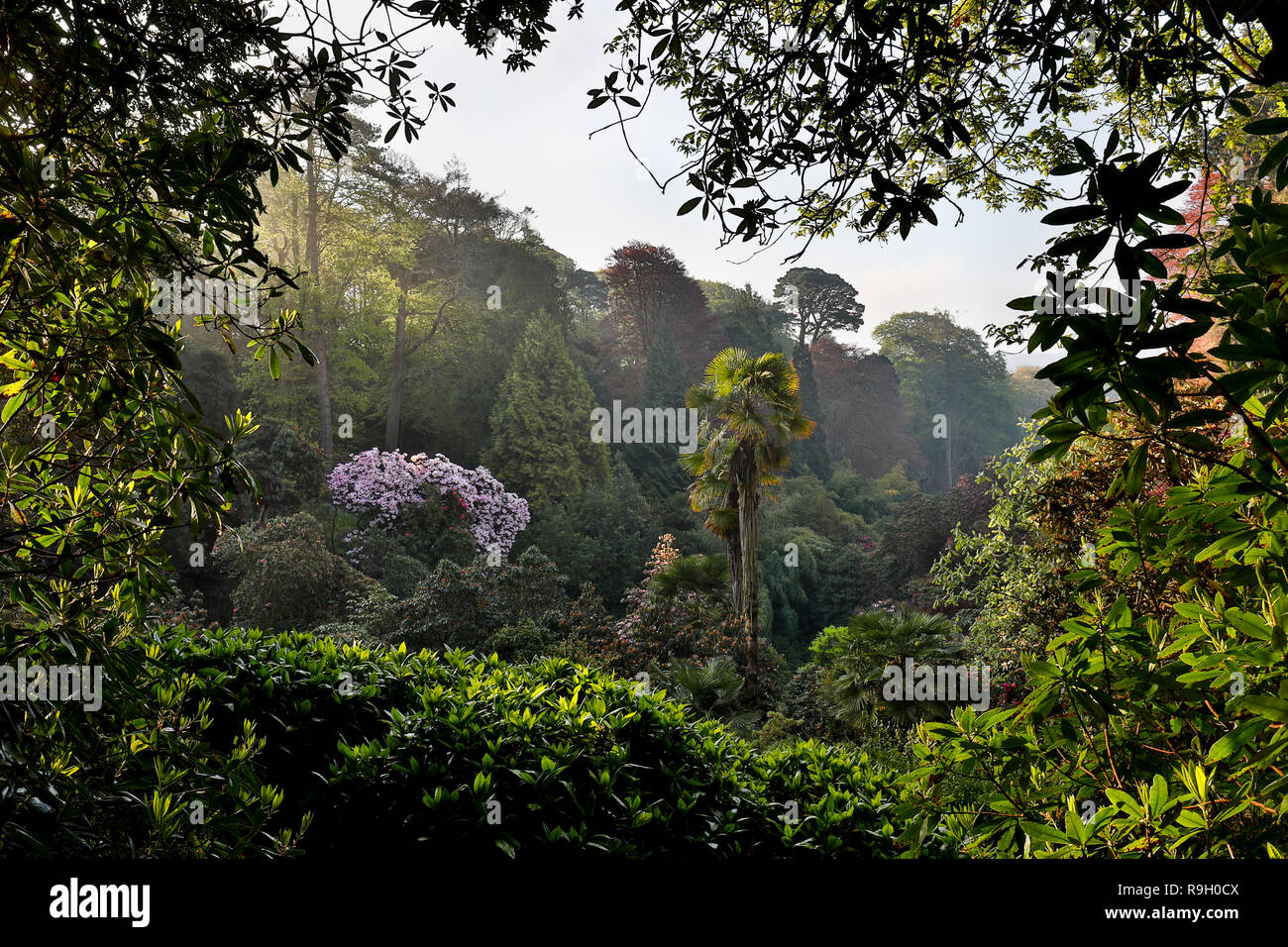 Trebah Garden; Spring; Cornwall UK Stock Photo - Alamy