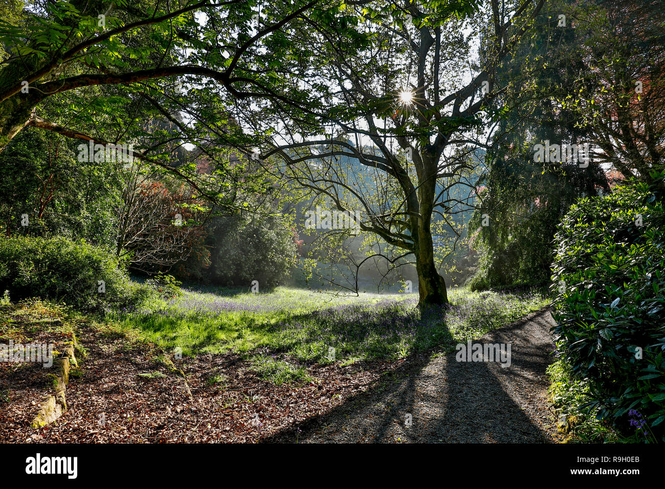 Trebah Garden; Spring; Cornwall UK Stock Photo - Alamy