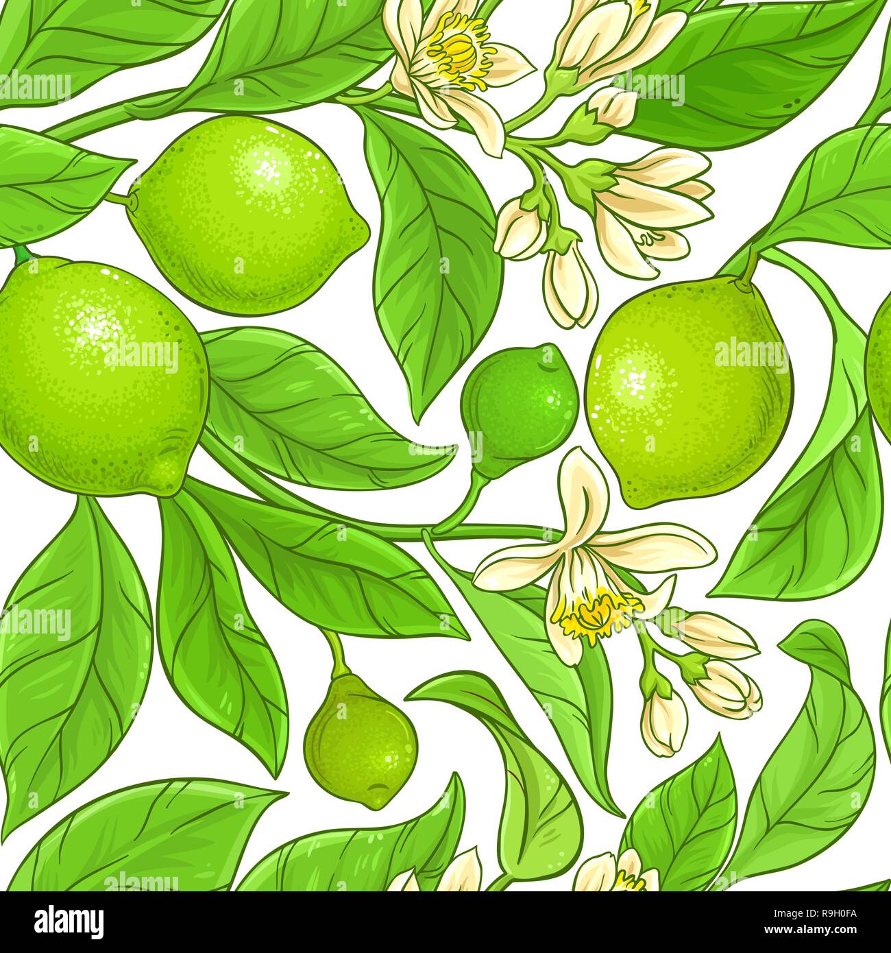 lime vector pattern on white background Stock Vector Image & Art - Alamy