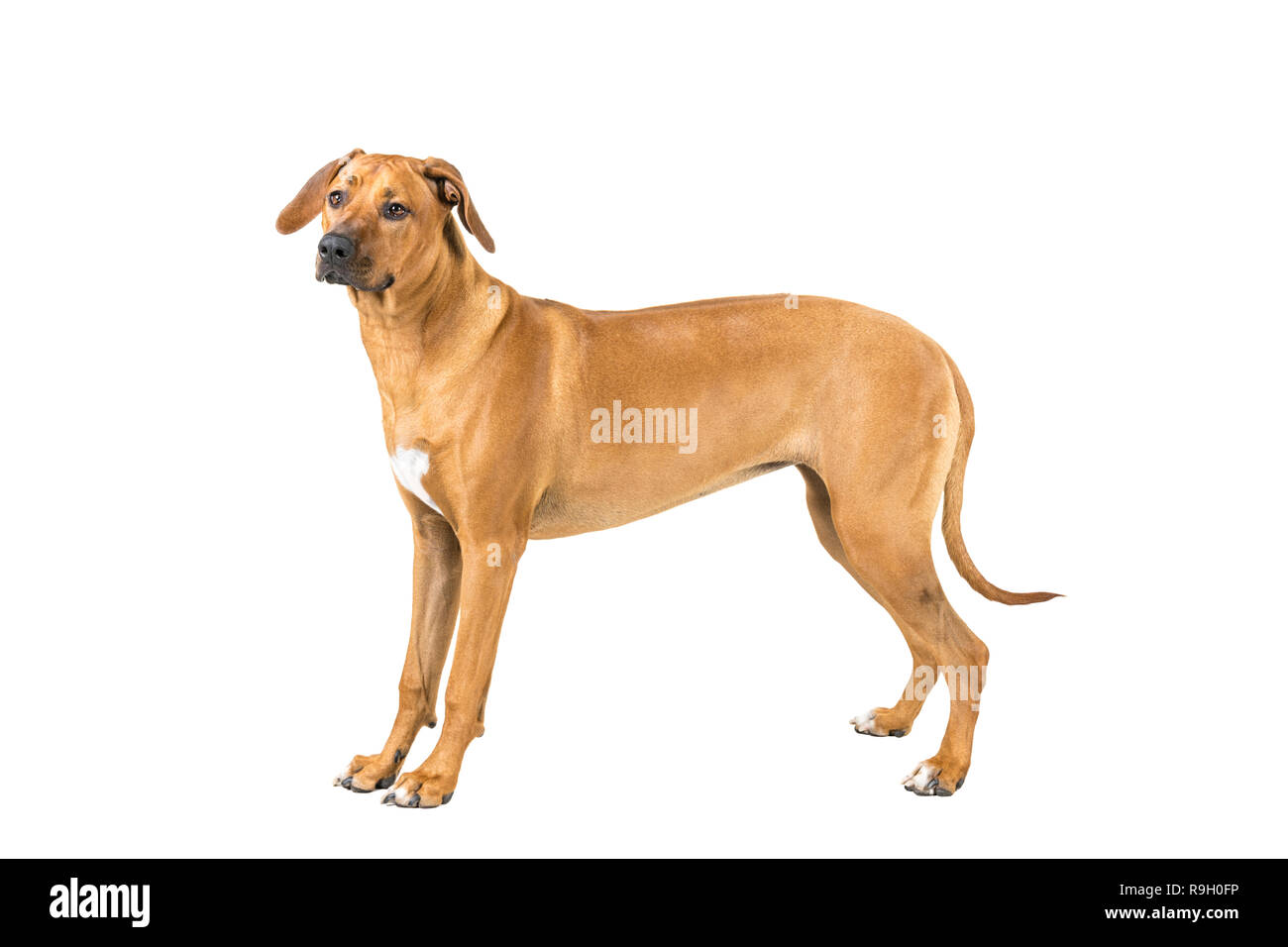 Dog sitting side view studio shot hi-res stock photography and images ...