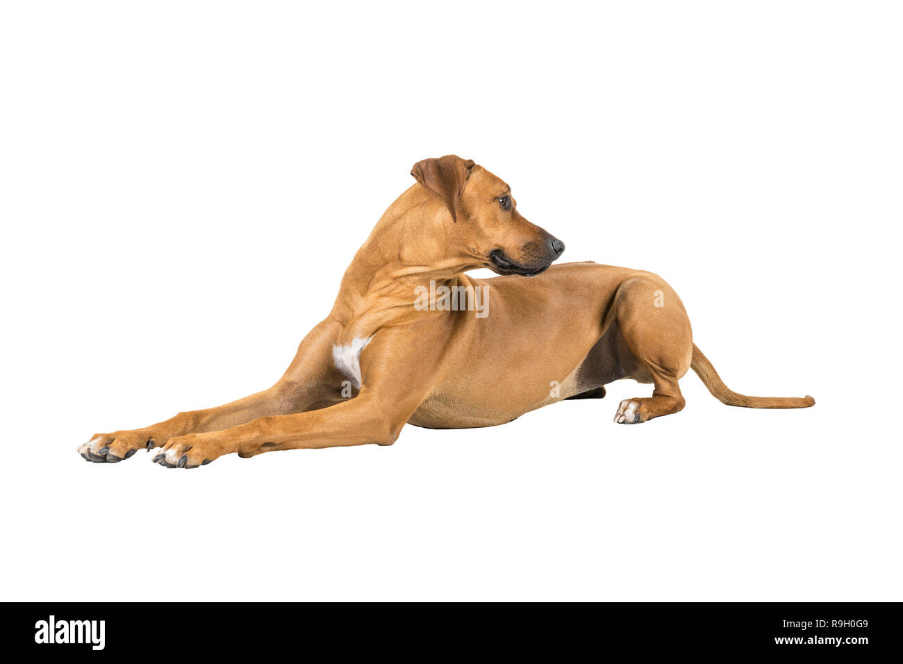 Portrait of a Rhodesian Ridgeback dog isolated on white background ...