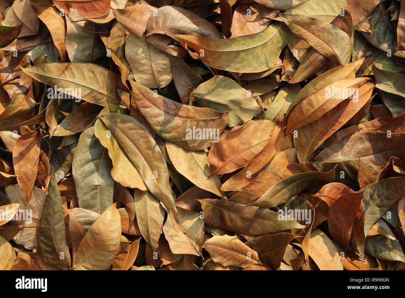Dry leaf background Stock Photo - Alamy