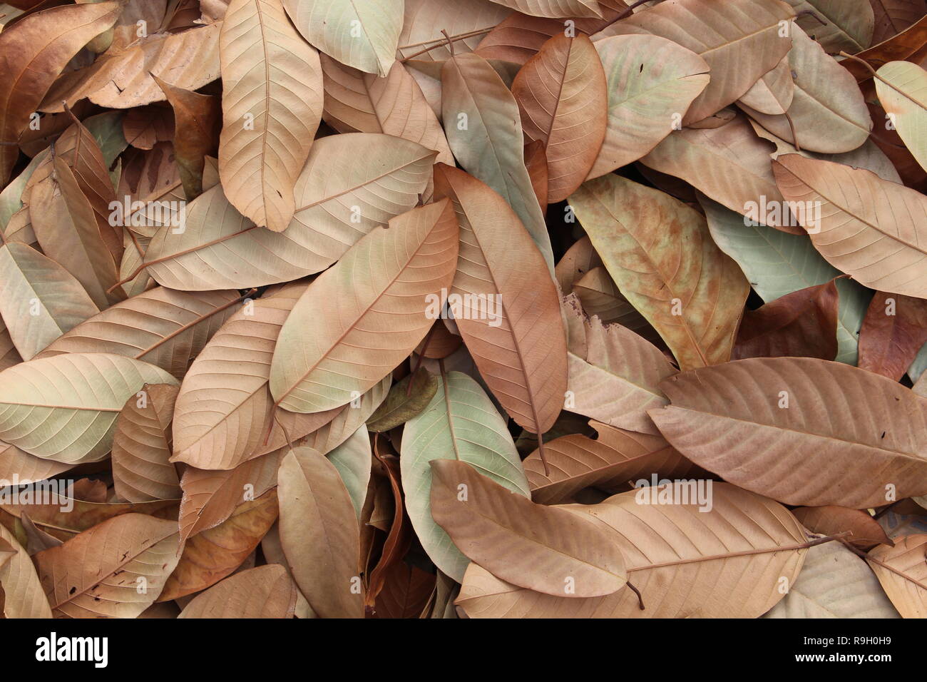 Dry leaf background Stock Photo - Alamy
