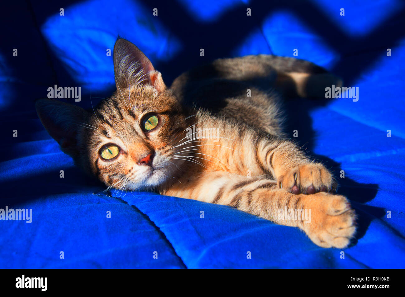 Cute kitten on blue blanket hi-res stock photography and images - Alamy