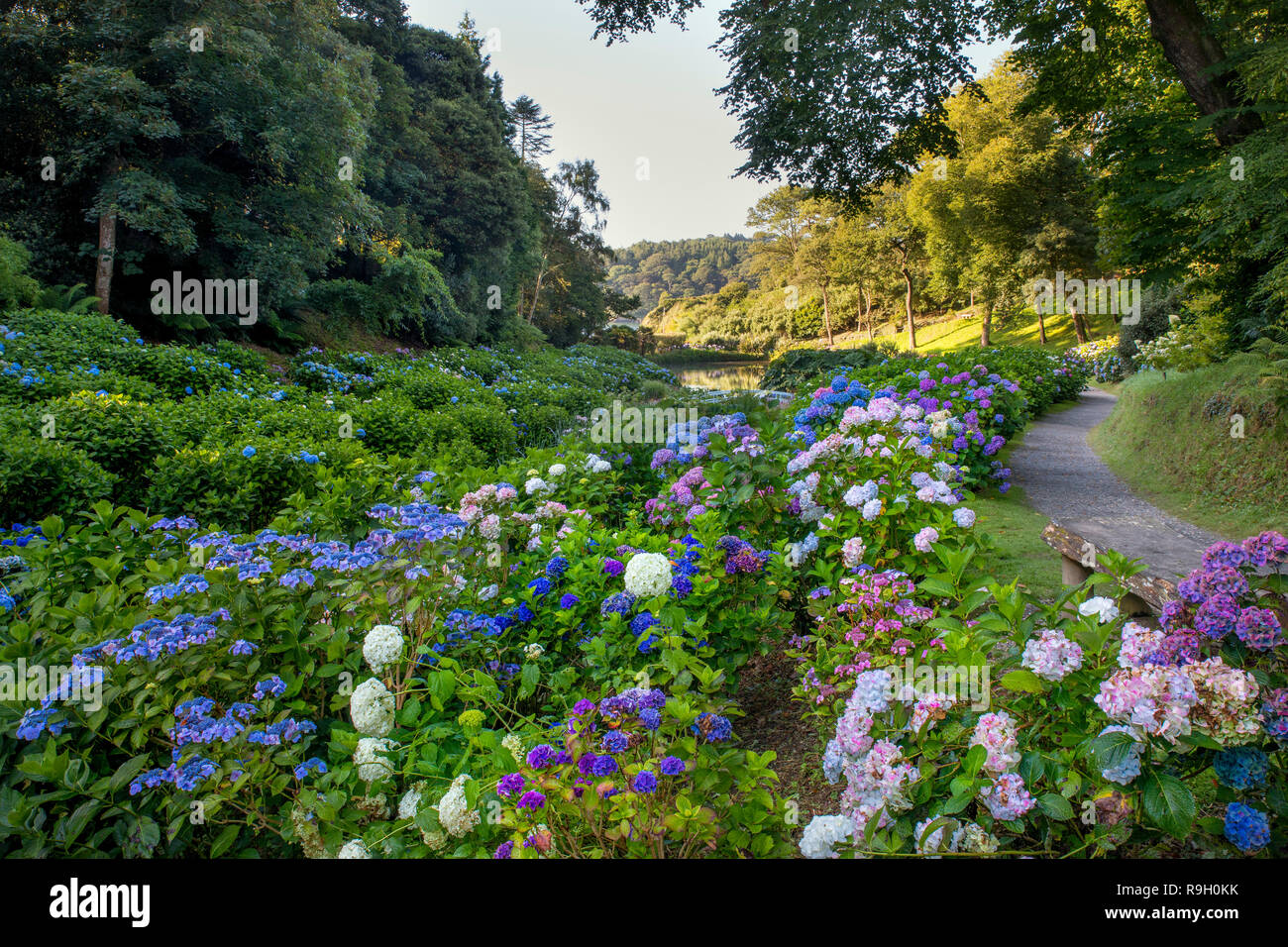 Summer flowering trees hi-res stock photography and images - Alamy
