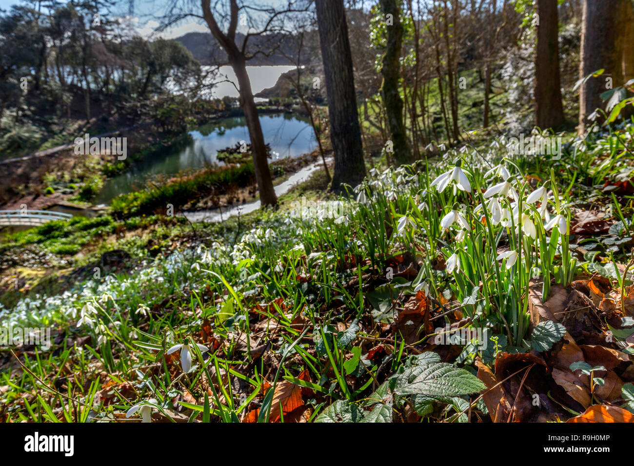 Trebah Garden; Winter; Cornwall; UK Stock Photo - Alamy