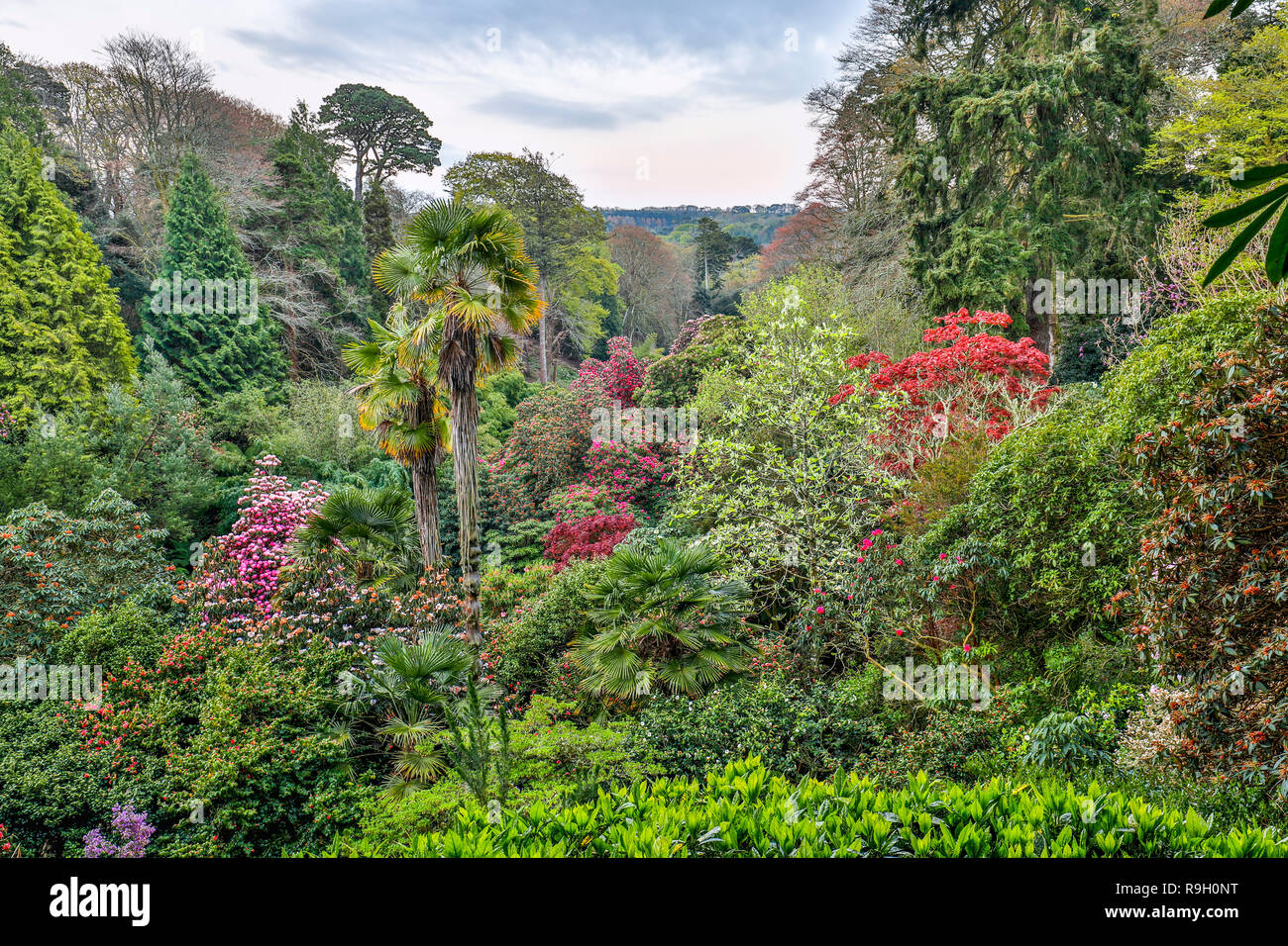 Cornwall palm trees hi-res stock photography and images - Alamy