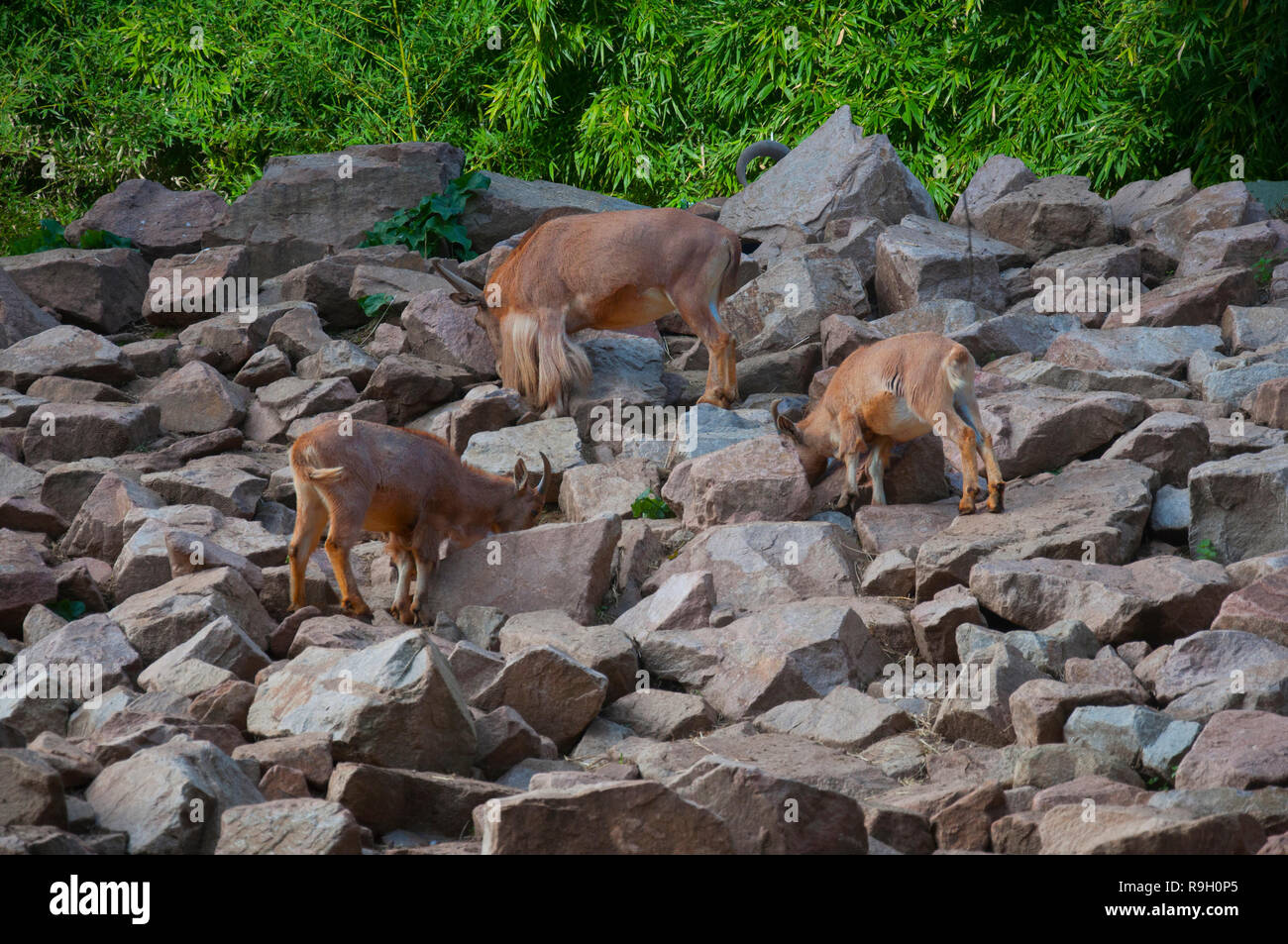 Mountain goats climbing the rocks, looking for the food Stock Photo - Alamy
